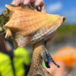 Clear Kayak Eco Tour Explore Mangroves and Meet the Turtles - What Are the Main Highlights?