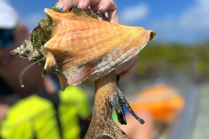 Clear Kayak Eco Tour Explore Mangroves and Meet the Turtles - What Are the Main Highlights?