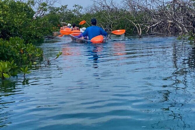 Clear Kayak Tour - Authentic Reviews: What Real Travelers Say