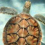 Clear Kayak Tour in Turks & Caicos Islands - Who Will Love This Tour?