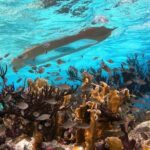 Clearbottom Mangrove Kayak & Snorkel tour - The Sum Up