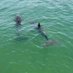 Clearwater Beach: BYOB Evening Cruise with Dolphin Sightings - Who Will Love This Experience?