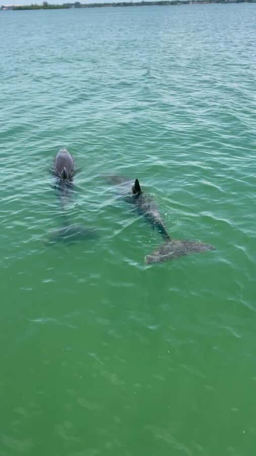 Clearwater Beach: BYOB Evening Cruise with Dolphin Sightings - Who Will Love This Experience?