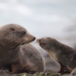 Clearwater Wildlife Tours (small group 10max) Otago Peninsula - What Makes This Tour Stand Out?