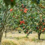 Cloud Hunting and The Glow of Dawn in Da Lat - The Itinerary Breakdown: What You Can Expect