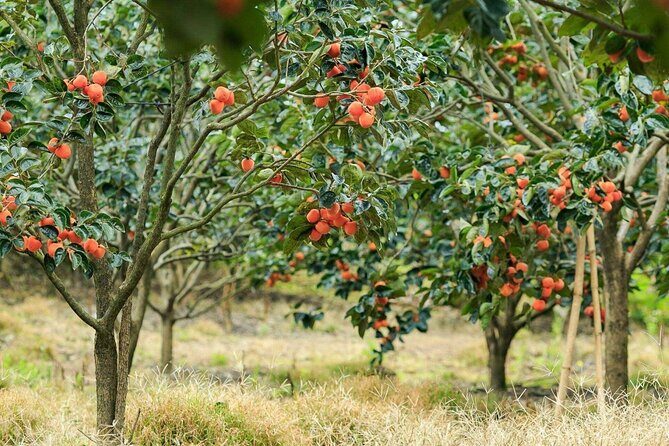 Cloud Hunting and The Glow of Dawn in Da Lat - The Itinerary Breakdown: What You Can Expect