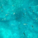 Coastal Tour in Punta Mita: Scenic Landscapes and Snorkeling - The Snorkeling Experience