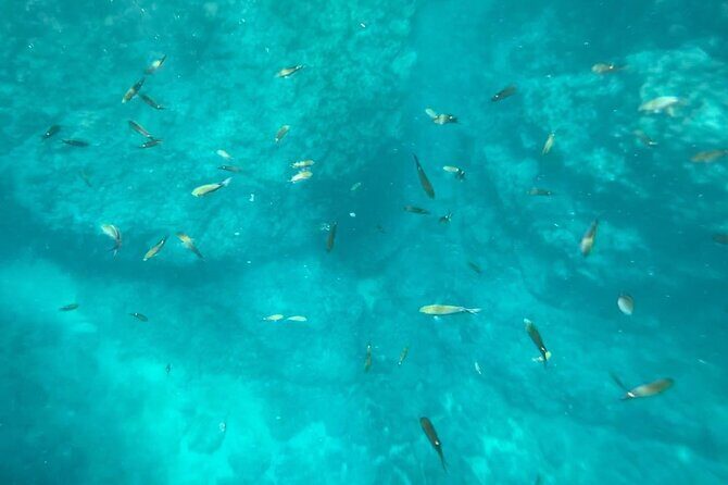 Coastal Tour in Punta Mita: Scenic Landscapes and Snorkeling - The Snorkeling Experience