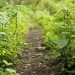 Coffee Farm Hike Through Jamaica Blue Mountains from Ocho Rios - Practical Tips for Making the Most