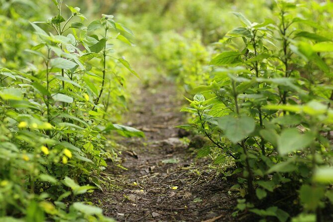 Coffee Farm Hike Through Jamaica Blue Mountains from Ocho Rios - Practical Tips for Making the Most