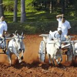 Coimbatore to Coconut Village Day Tour  Nature & Culture - What You Can Expect: A Breakdown of the Day