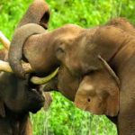 Coimbatore to Hill Station & Wildlife Safari 2-Days Tour - What to Expect in Terms of Comfort & Logistics