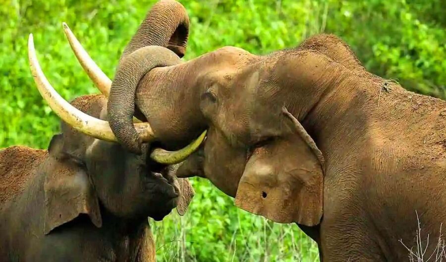 Coimbatore to Hill Station & Wildlife Safari 2-Days Tour - What to Expect in Terms of Comfort & Logistics