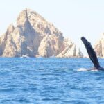 Collective Tour of the Arc de Los Cabos and Whale Watching - Playa del Amor and Playa del Divorcio: Beaches with Character