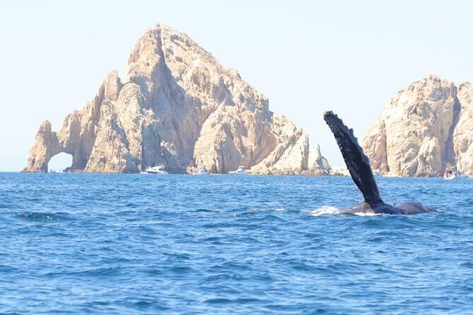 Collective Tour of the Arc de Los Cabos and Whale Watching - Playa del Amor and Playa del Divorcio: Beaches with Character