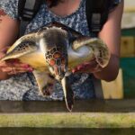 Colombo Day Trip: Galle Fort, Madu River Safari & Turtle Hatchery - Transportation and Comfort