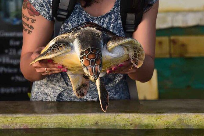 Colombo Day Trip: Galle Fort, Madu River Safari & Turtle Hatchery - Transportation and Comfort