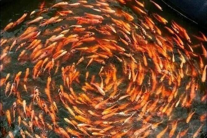 Colombo Galle, Madu River Safari, and Turtle Hatchery - Who Will Appreciate This Tour?