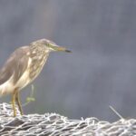 Colombo: Guided wet zone and wetland full day birding tour - Exploring Sri Lanka’s Birdlife in a Single Day