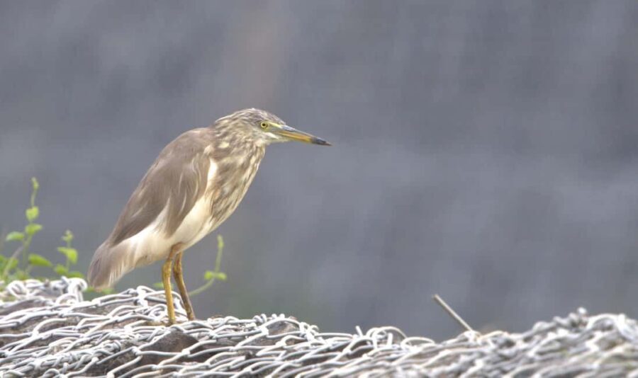 Colombo: Guided wet zone and wetland full day birding tour - Exploring Sri Lanka’s Birdlife in a Single Day