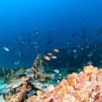 Colombo: Shipwreck Diving Experience within the city - Who Would Love This Experience?