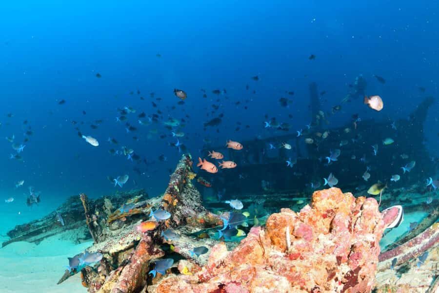 Colombo: Shipwreck Diving Experience within the city - Who Would Love This Experience?