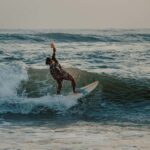 Colombo to Weligama Surfing and Galle Fort Visit Day Trip - What Does This Tour Offer in Terms of Value?
