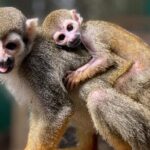 Combo: Buggy and Monkeys in Puerto Plata Group Adventure - The Experience from the Traveler’s Perspective