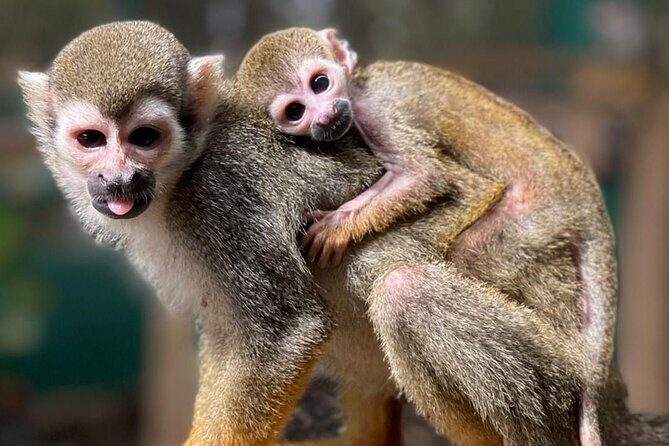 Combo: Buggy and Monkeys in Puerto Plata Group Adventure - The Experience from the Traveler’s Perspective