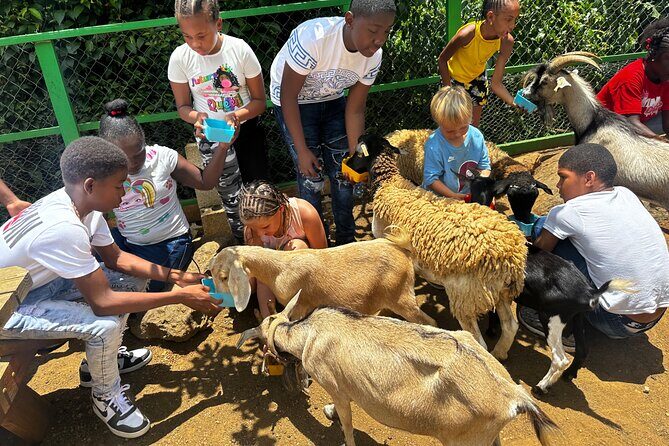 Connors Farms Petting Zoo - The Itinerary and What to Expect