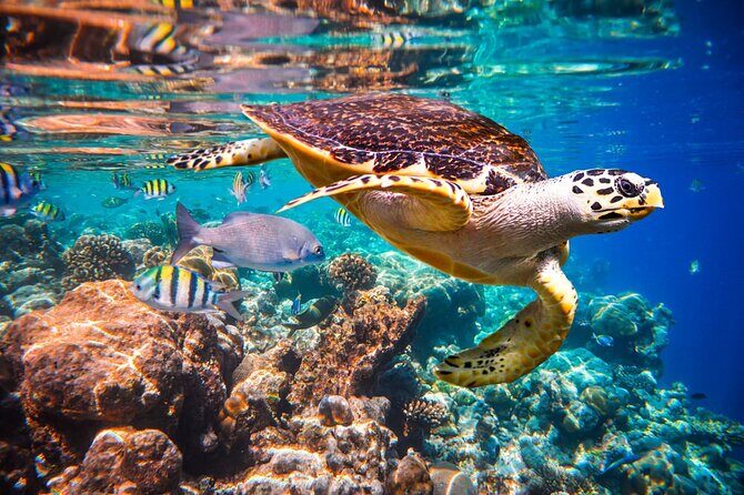 Coral Island and Kahung Beach by Speedboat - Detailed Itinerary Breakdown