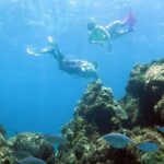 Coral Reef and Turtle Kayak Excursion - Why This Tour Is a Great Choice
