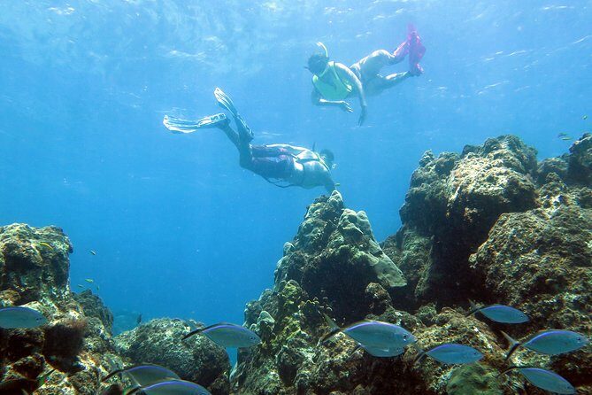 Coral Reef and Turtle Kayak Excursion - Why This Tour Is a Great Choice