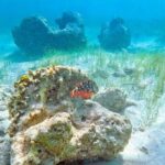 Coral Snorkeling Private Tour in Punta Cana with Seafood Lunch - The Journey Begins: From Punta Cana to Cabo Engaño Reef