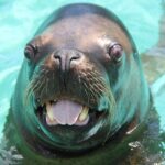 Coral World Ocean Park General Admission Ticket - What Do Visitors Say?