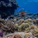 Coron: Apo Reef and Busuanga Freediving Expedition Tour - What Makes This Tour Special?