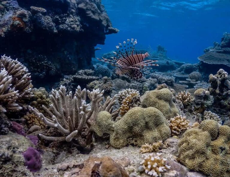 Coron: Apo Reef and Busuanga Freediving Expedition Tour - What Makes This Tour Special?