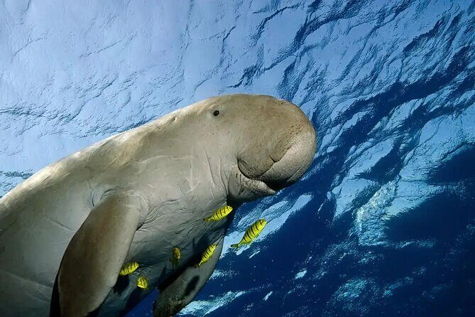 Coron Group Dugong and Turtle Watching with Lunch - Authentic Feedback from Travelers