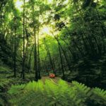 Country Side and Sight Seeing with Dunns River Falls - Final Thoughts