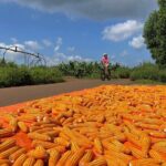 Countryside Biking Experience: Phu My Port - Vietnam - What Makes This Tour Stand Out