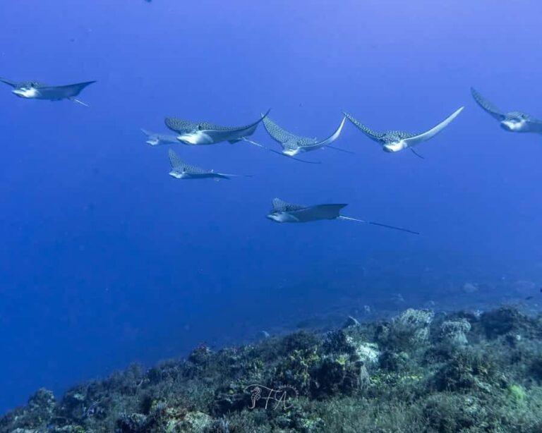 Cozumel: 2-Tank Dive, Eagle Ray Wall for Certified Divers - The Sum Up