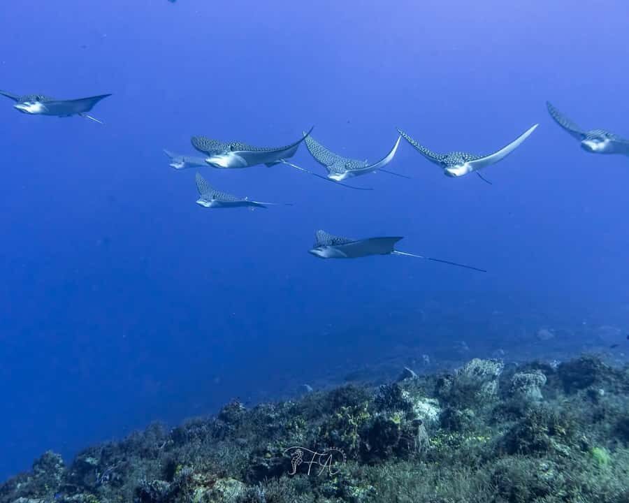 Cozumel: 2-Tank Dive, Eagle Ray Wall for Certified Divers - The Sum Up
