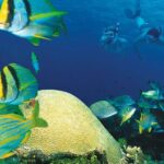 Cozumel El Cielo Reef Snorkel with Round Transportation - Who Should Consider This Tour?
