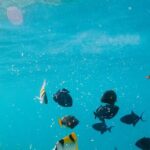 Cozumel: Private Snorkel Experience at Skyreef Beach Club - What Travelers Can Expect in Terms of Value and Experience