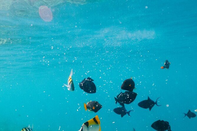 Cozumel: Private Snorkel Experience at Skyreef Beach Club - What Travelers Can Expect in Terms of Value and Experience