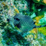 Cozumel Reef Snorkeling Tour - The First Stop: Playa El Cielo