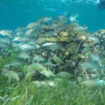 Cozumel: Snorkeling at Playa El Cielo with drinks, ceviche, and more - Final Thoughts