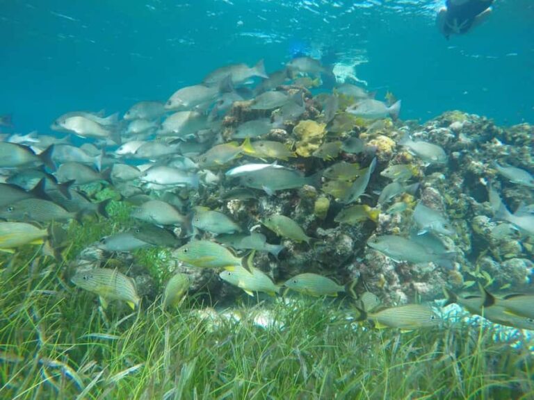 Cozumel: Snorkeling at Playa El Cielo with drinks, ceviche, and more - Final Thoughts