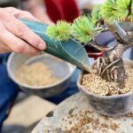 Create Your Own Pine Bonsai & Discover Aesthetics in Osaka Ikeda - Who Is This Tour Best Suited For?