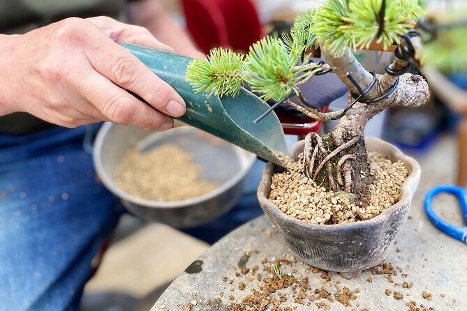 Create Your Own Pine Bonsai & Discover Aesthetics in Osaka Ikeda - Who Is This Tour Best Suited For?